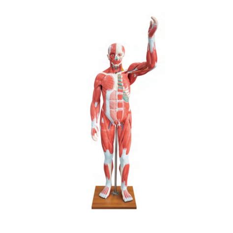 Medical Science Advanced PVC Platics Human Body Muscle Model With Internal Organs Teaching