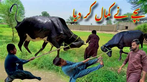 Janwaru Ky Sath Bachy Ny Kamall Kar Diya Dihat Ka Shahzada YouTube