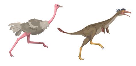Bird Evolution Advanced Read Biology CK 12 Foundation