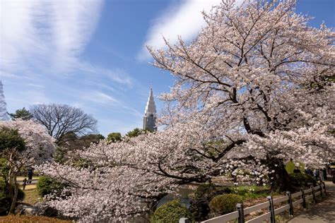 東京観光お花見タクシー（桜の名所を半日巡る観光タクシー） 東京観光をタクシーで楽しむためのポータルサイト Tokyodrive