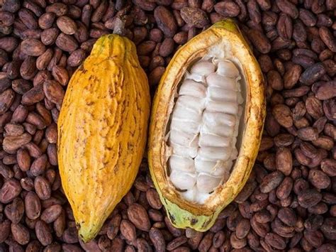 Côte d Ivoire Le prix du cacao passe de 1000 à 1500f le kilo