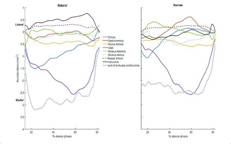 Individual Muscle Contributions And Sum Of All The Muscle
