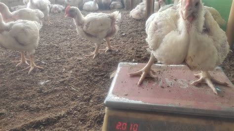 আলহামদুলিল্লাহ ৩১দিন শেষে মুরগির আপডেট এবং ওজন। Youtube
