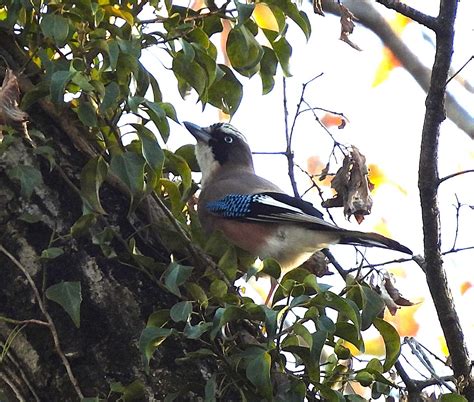 2024年12月15日 日 見沼たんぼの野鳥観察記録 by あっつん ZooPicker