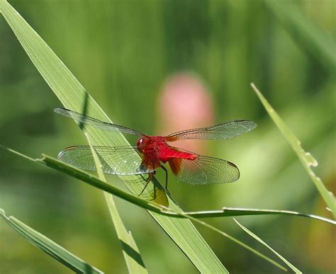 ショウジョウトンボ by 片さん ID11303616 写真共有サイト PHOTOHITO