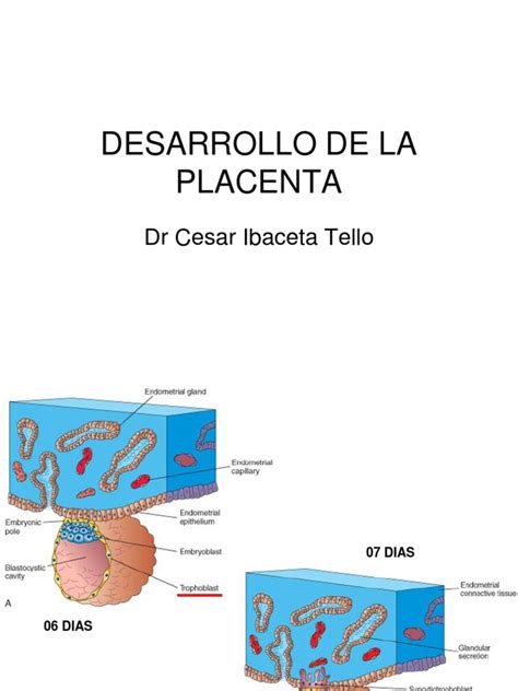 Desarrollo De La Placenta Pdf