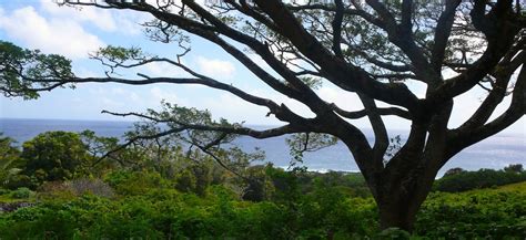 The “tree Orienting” Project Damanhur Foundation
