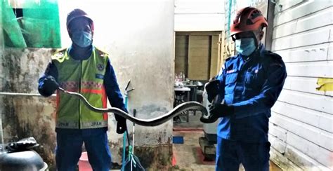 Man Shocked To Find Python Inside House Sarawak Tribune