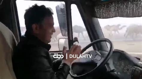 حادث مروع شاحنة طويلة تصدم عشرات الجمال على الطريق الدولي السريع