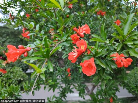 福海公园石榴花开婀娜娇艳