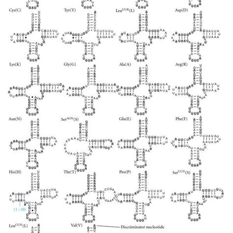 Inferred Secondary Structure Of 22 TRNAs In The A Cinerea Mitogenome