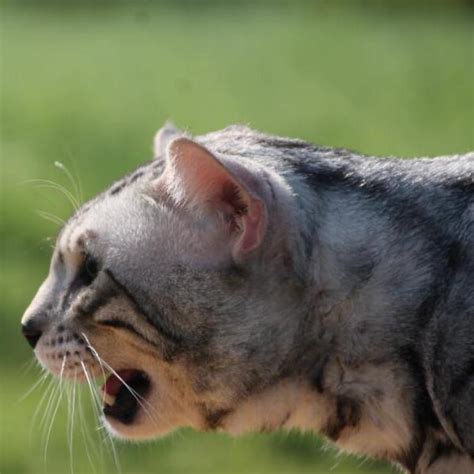 雨林豹猫 优秀的孟加拉豹猫种公群展示 繁育