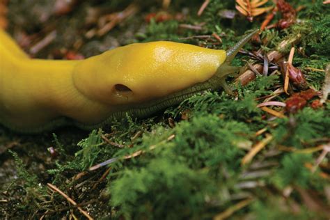 Slug Description Families Facts Britannica