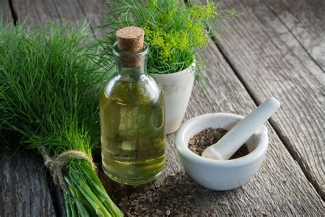 Fennel Vs Dill Tastylicious