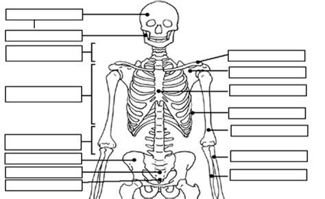 Whole Skeleton Class Set 2 23 24 Diagram Quizlet