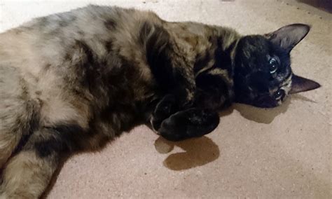 我が家に大勢お客さん！ 人なつこい猫と、ビビり猫の反応は？ 「犬や猫ともっと幸せに」をコンセプトにしたwebメディア「sippo」