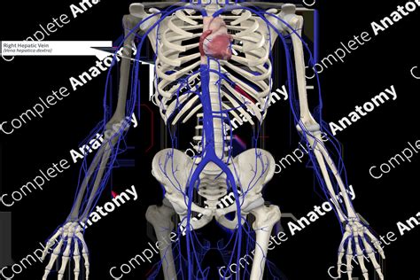 Right Hepatic Vein Complete Anatomy