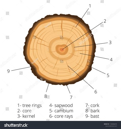 Number Tree Trunk Over 494 Royalty Free Licensable Stock Illustrations Drawings Shutterstock