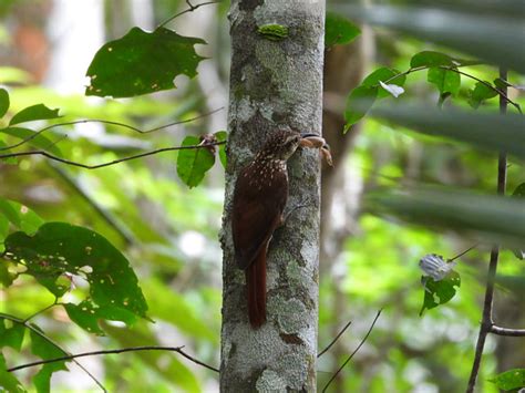 Foto Arapaçu Rajado Xiphorhynchus Fuscus Por Pedro Da Ros Wiki Aves A Enciclopédia Das