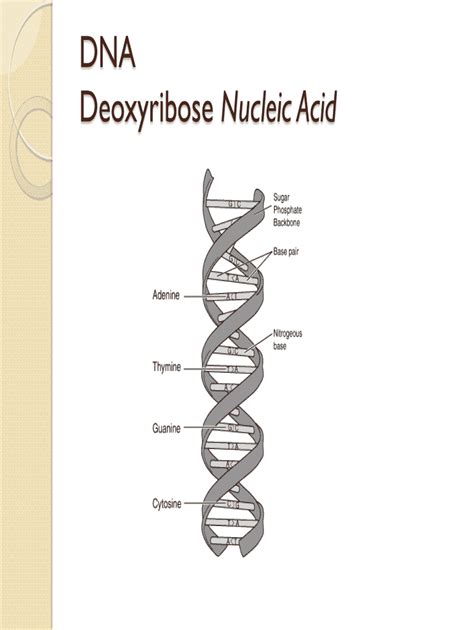 Fillable Online Dna Deoxyribose Nucleic Acid Fax Email Print Pdffiller