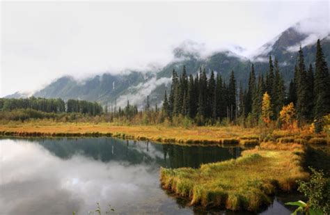 Which Pine Trees Are Edible How To Eat ProGardenTips