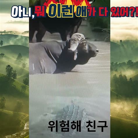 악어서서히다가오자동료에게알리는버팔임마빨리나와 Subscribenow 구독좋아요 Subscribenow Youtube