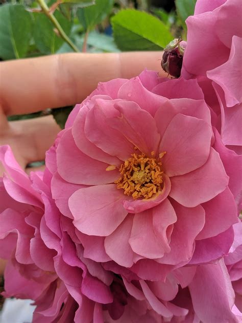 Aoi กุหลาบญี่ปุ่น ทรงพุ่ม Rose In The Wind