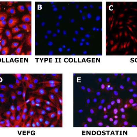 Basal Expression Of Endogenous Markers In Meniscal Cells Positive
