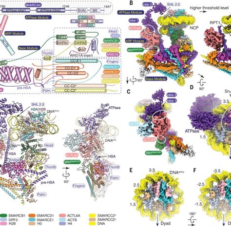 Pdf Structure Of Nucleosome Bound Human Baf Complex