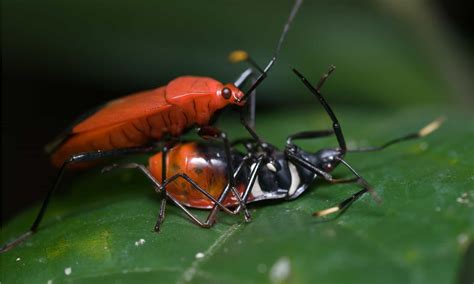 Assassin Bug Insect Facts Reduviidae A Z Animals Assassin Bug Insect Facts Reduviidae A Z Animals