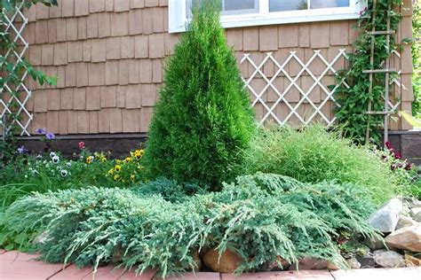 Низкий можжевельник | Garden design, Front yard landscaping, Front yard ...