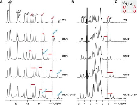Structural And Dynamic Effects Of Pseudouridine Modifications On