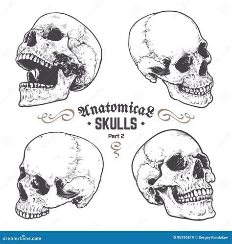Anatomical Skulls Vector Set Stock Vector Illustration Of Element