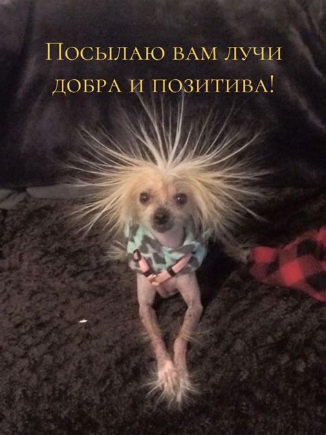 Необычные картинки С добрым утром 💌 ☕ Счастливые картинки Смешные таблички Смешные открытки