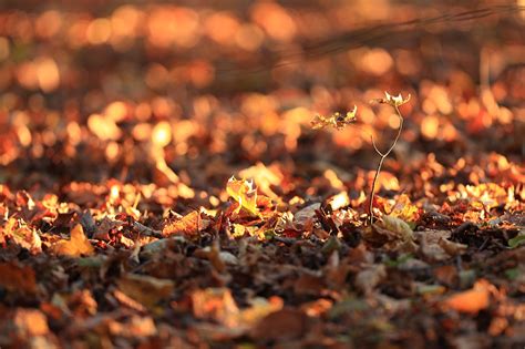 나뭇잎 숲 단풍나무 곡물 Pixabay의 무료 사진 Pixabay