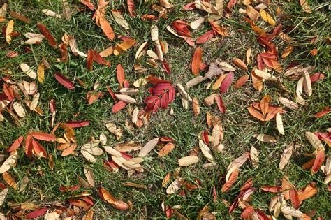 Colorful Fallen Leaves Of Rowan In Green Grass In October Stock Image