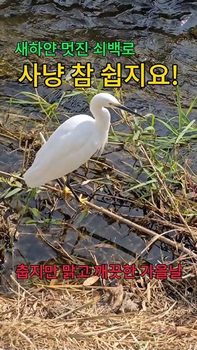 새하얀 멋진 쇠백로에겐 사냥이 참 쉽지요 청계천 Youtube