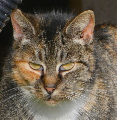 Old Torbie Tux Feral Cat