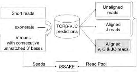 TCRβCDR reconstruction strategy Reads are aligned against Ensembl Download Scientific