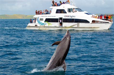 Hole In The Rock Bay Of Islands 7 Tour Options Available