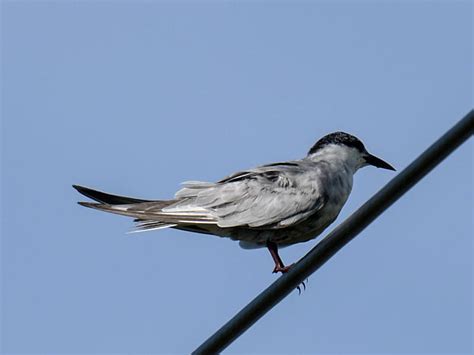 クロハラアジサシ成鳥夏羽冬羽移行中 前期 05