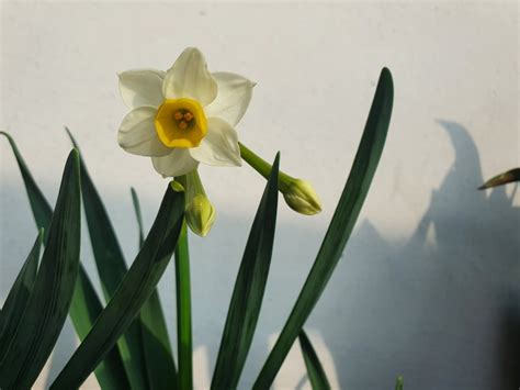 수선화 키우기 겨울 구근 심기 꽃말 개화시기 네이버 블로그