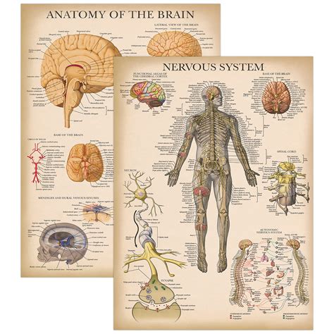 Palace Learning 2 Pack Vintage Nervous System And Brain Anatomy Posters