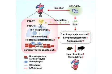 Cardiac Reparative And Immune Regulatory Role Of Hpsc Derived