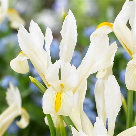 Buy Iris Reticulata Louise At Uk