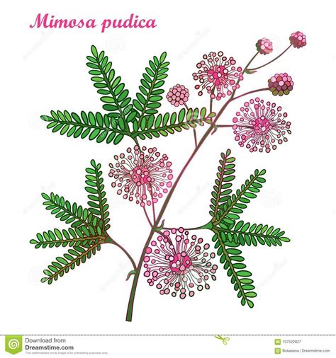 Vector Branch Of Outline Mimosa Pudica Or Sensitive Plant Or Touch Me