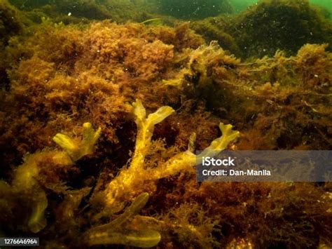 건강한 북유럽 해양 환경에서 아름다운 방광 Wrack Fucus 소포의 클로즈업 사진 사진 오레순드 말뫼 스웨덴 0명에 대한