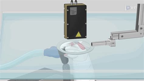Video In Vivo Imaging Of A Rat Brain Using Photoacoustic Tomography