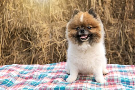 포메라니안 종류 18가지 털 색깔과 무늬로 구분해요 비마이펫 라이프