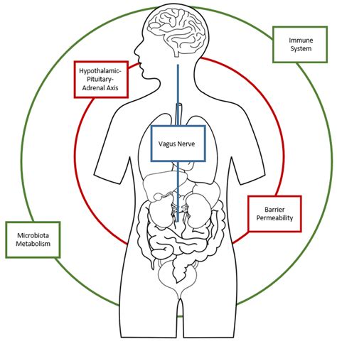 The Microbiotagutbrain Axis Psychoneuroimmunological Insights